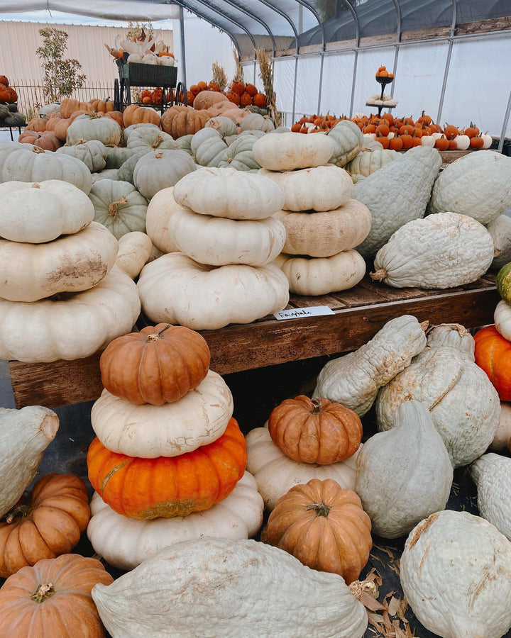 Fall Festival – Honey Locust Farms