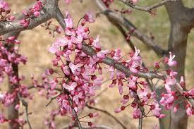 Red bud, Weeping Ruby Falls – Honey Locust Farms