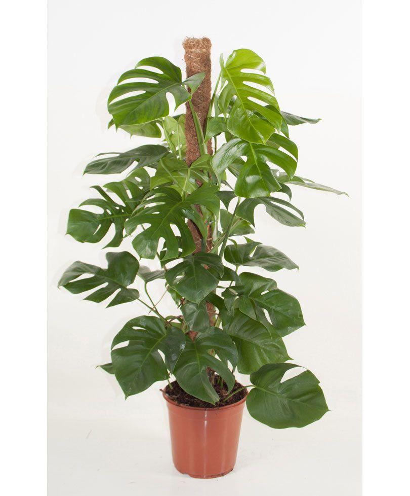 Monstera, Totem Pole – Honey Locust Farms